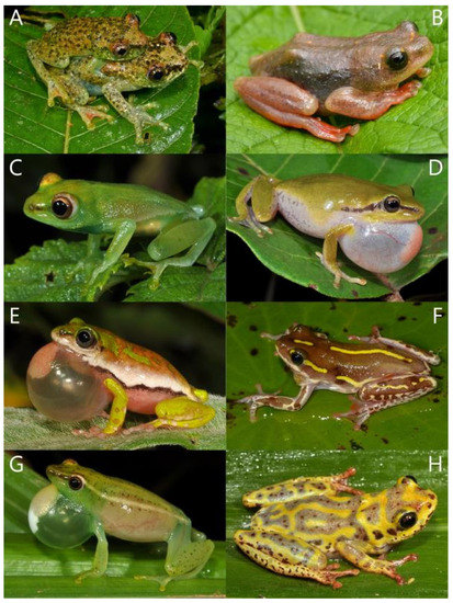 Amphibians of Rwanda: Diversity, Community Features, and Conservation ...