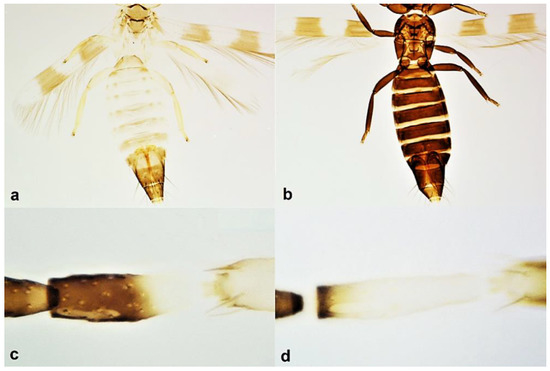 The Terebrantia (Insecta: Thysanoptera) of the Maltese Islands