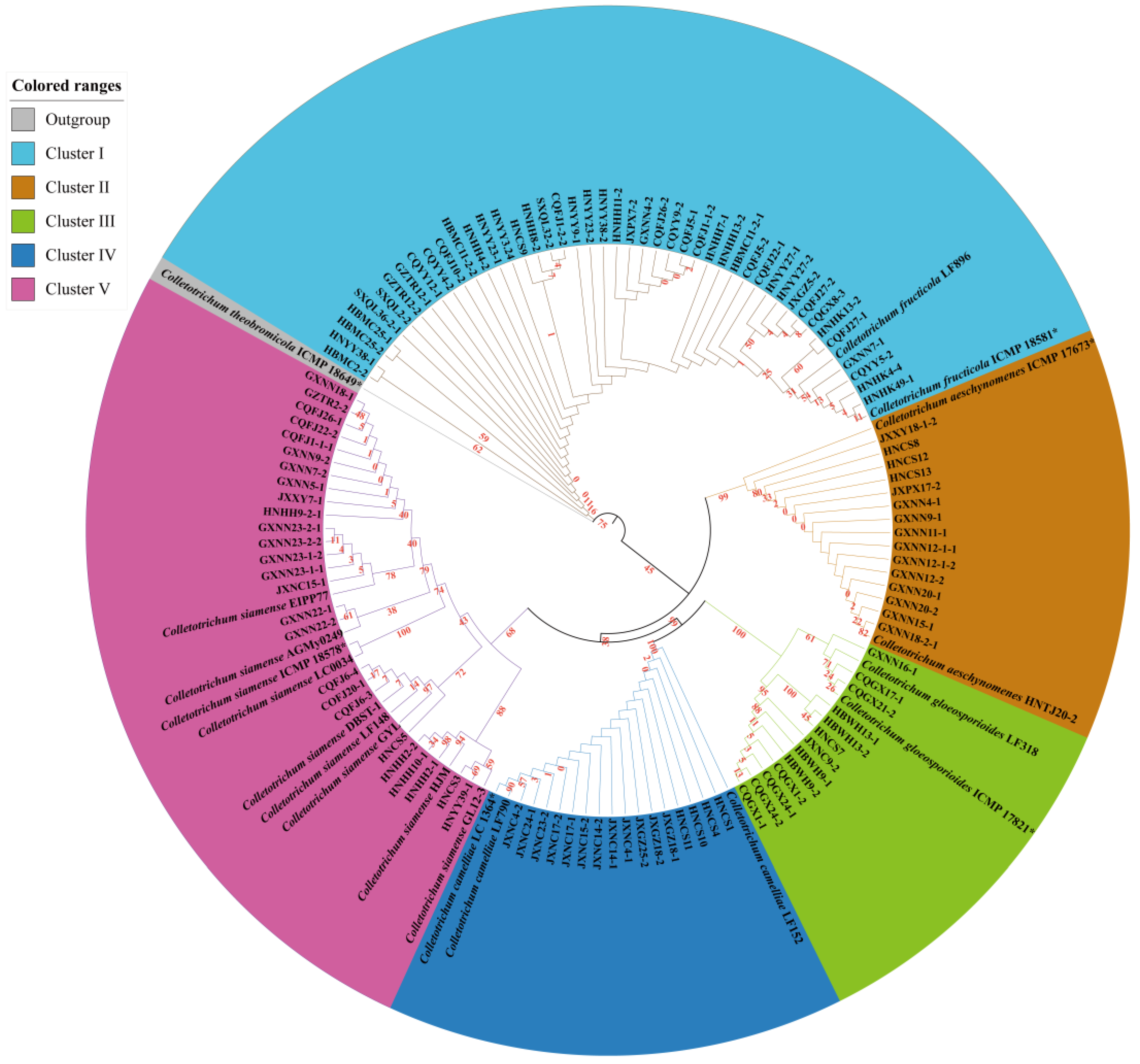Diversity | Free Full-Text | Morphology, Phylogeny, and Pathogenicity of Colletotrichum Species ...