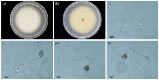 Morphology, Phylogeny, and Pathogenicity of Colletotrichum Species ...