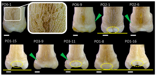 Living Taxa and Their Importance in Understanding the Extinct Diversity ...