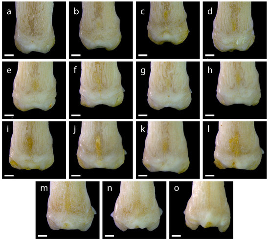 Living Taxa and Their Importance in Understanding the Extinct Diversity ...