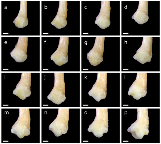 Living Taxa and Their Importance in Understanding the Extinct Diversity ...