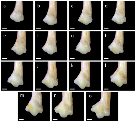 Living Taxa and Their Importance in Understanding the Extinct Diversity ...