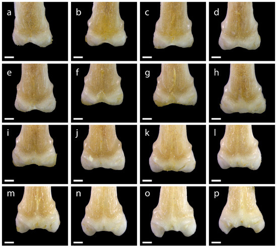 Living Taxa and Their Importance in Understanding the Extinct Diversity ...