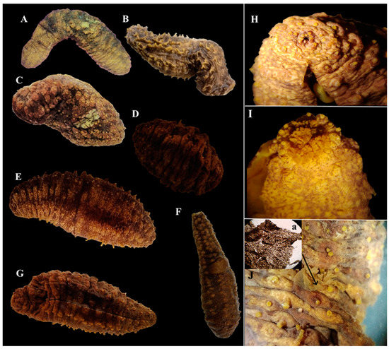 The First Report of Holothuria (Thymiosycia) impatiens (Forsskål, 1775 ...