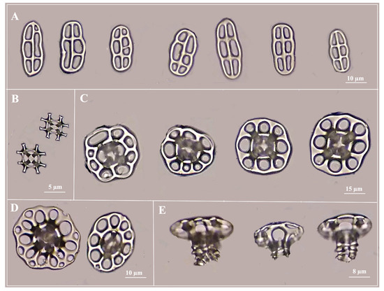 The First Report of Holothuria (Thymiosycia) impatiens (Forsskål, 1775 ...