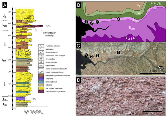 A New Rhynchosaur Taxon from the Popo Agie Formation, WY: Implications ...