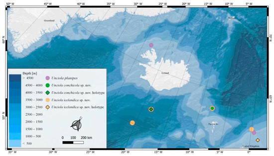 Unciolidae of Deep-Sea Iceland (Amphipoda, Crustacea)