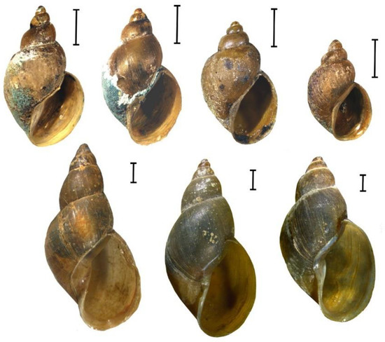 How an Ecological Race Is Forming: Morphological and Genetic Disparity ...