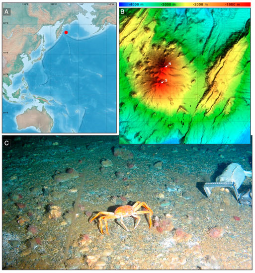Who Lives in the Hot Heart of the Cold Sea? A New Species of Provanna ...