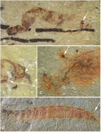Diversity | Free Full-Text | Where the Immatures of Triassic Diptera ...