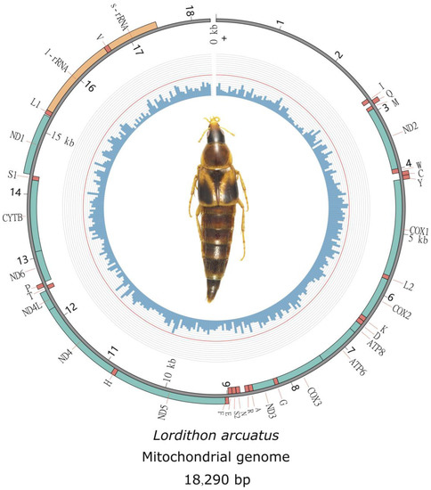 The Complete Mitochondrial Genome of Northeast Asian Rove Beetle ...