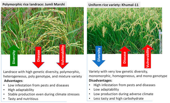 Approaches and Advantages of Increased Crop Genetic Diversity in the Fields