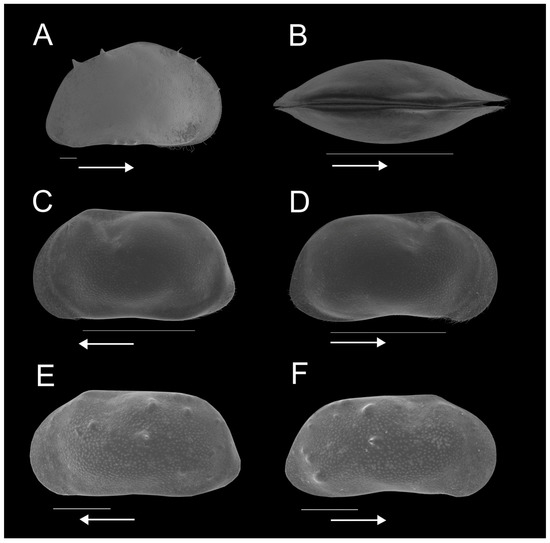 Diversity | Free Full-Text | Evidence for Conductivity- and ...