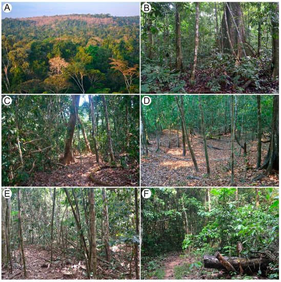 Butterfly Assemblages Differ among Vegetation Types in Southern Amazonia