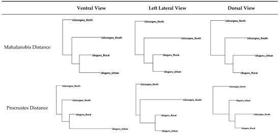 Isolating Greater Cane Rat Populations (Thryonomys swinderianus) from Eastern Arc Mountains ...