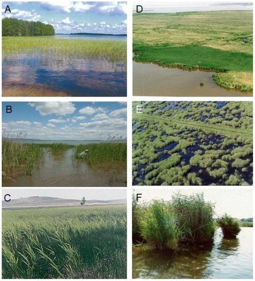 Ecological Basis of Ecosystem Services and Management of Wetlands ...