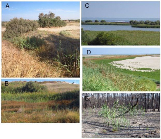 Ecological Basis of Ecosystem Services and Management of Wetlands ...