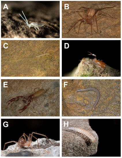 Fern Cave: A Hotspot of Subterranean Biodiversity in the Interior Low ...