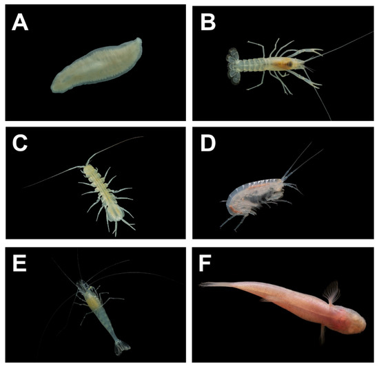 Fern Cave: A Hotspot of Subterranean Biodiversity in the Interior Low ...