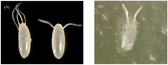 Feeding Behaviour of the Mite Blattisocius mali on Eggs of the Fruit ...