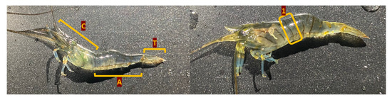 Sewage Pipe Waters Affect Colour Composition in Palaemon Shrimp from ...