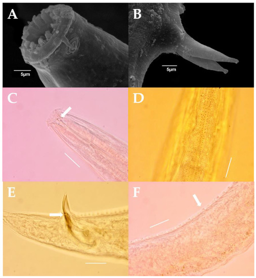 Molecular Phylogeny of the Genus Paracanthonchus (Nematoda ...