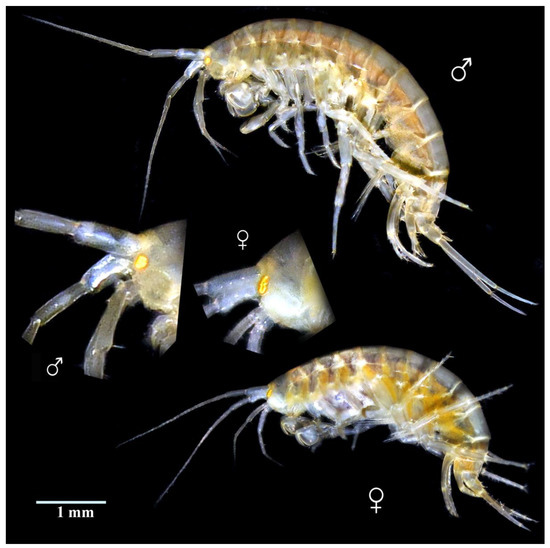Insights on the Existence of Ancient Glacial Refugee in the Northern ...