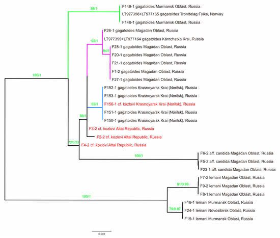 Formica gagatoides Ruzsky, 1904, and Siberian F. kozlovi Dlussky, 1965 ...
