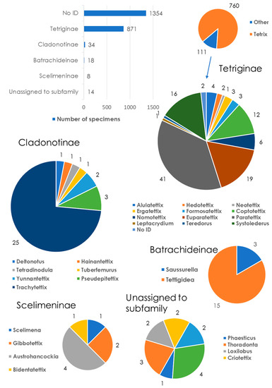 DNA Barcoding of Pygmy Hoppers—The First Comprehensive Overview of the ...