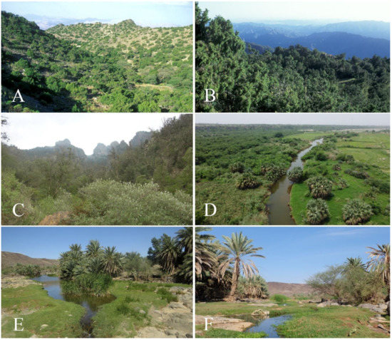 Diversity and Conservation of Bats in Saudi Arabia