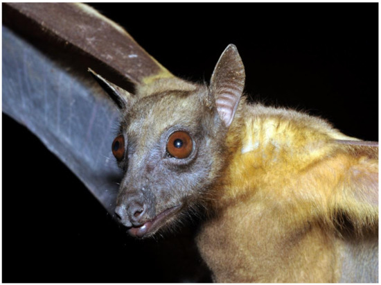 Diversity and Conservation of Bats in Saudi Arabia