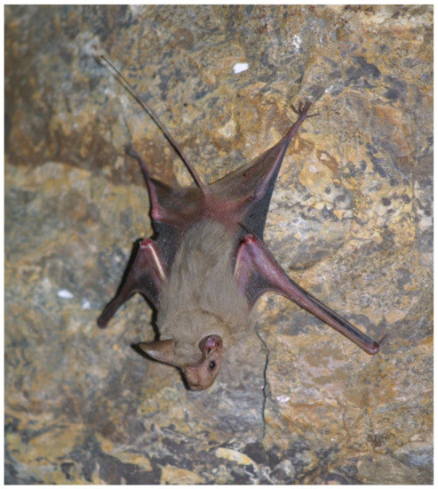 Diversity and Conservation of Bats in Saudi Arabia