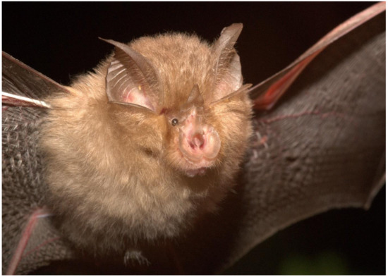 Diversity and Conservation of Bats in Saudi Arabia