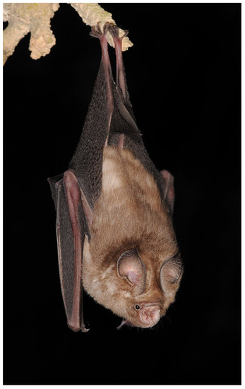 Diversity and Conservation of Bats in Saudi Arabia