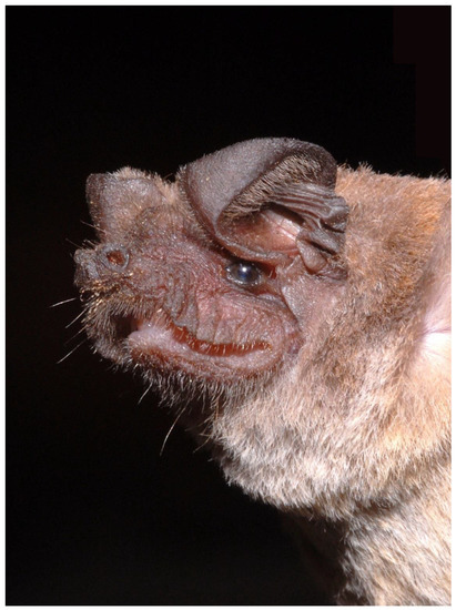 Diversity and Conservation of Bats in Saudi Arabia