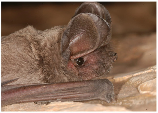 Diversity and Conservation of Bats in Saudi Arabia
