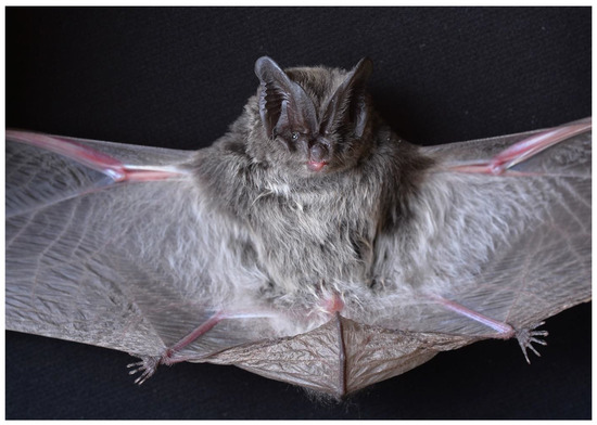 Diversity and Conservation of Bats in Saudi Arabia