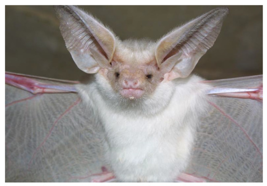 Diversity and Conservation of Bats in Saudi Arabia