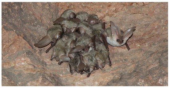 Diversity and Conservation of Bats in Saudi Arabia