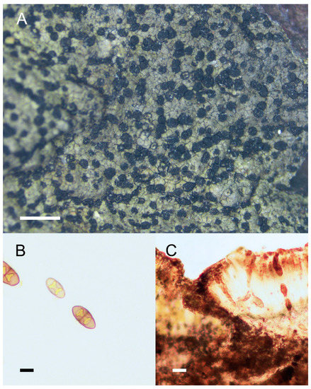 Diversity | Free Full-Text | Rediscovery of Five Rinodina Species ...