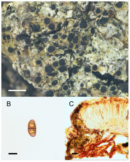Diversity | Free Full-Text | Rediscovery of Five Rinodina Species ...