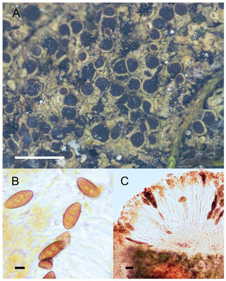 Diversity | Free Full-Text | Rediscovery of Five Rinodina Species ...