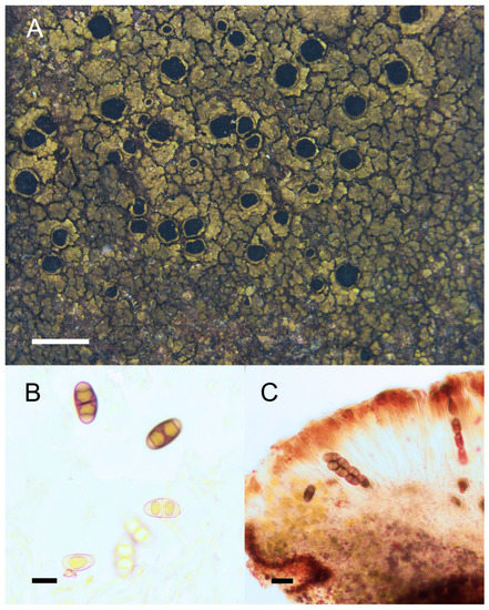 Diversity | Free Full-Text | Rediscovery of Five Rinodina Species ...