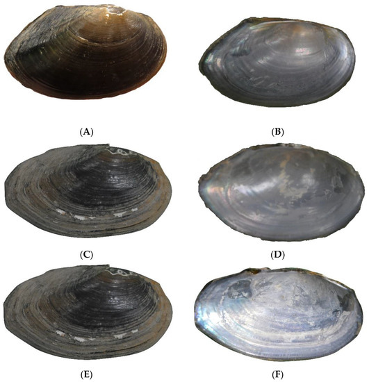 The Anodontini of Vietnam (Mollusca: Bivalvia: Unionidae: Unioninae ...