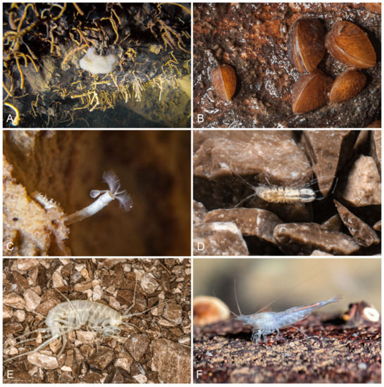 Subterranean Fauna of the Lukina Jama–Trojama Cave System in Croatia ...