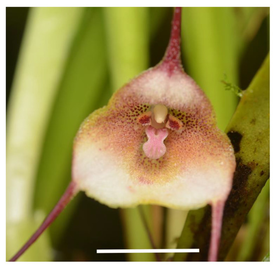 In Vitro Seed Germination and Seedling Development of Dracula felix ...