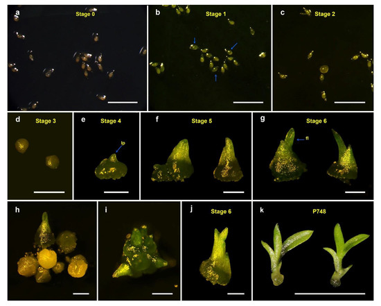 In Vitro Seed Germination and Seedling Development of Dracula felix ...