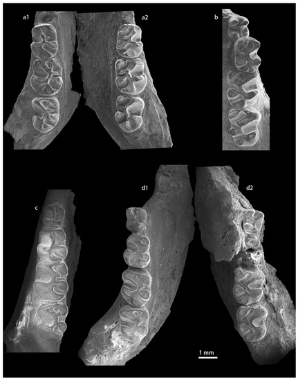 New Material of Karakoromys (Ctenodactylidae, Rodentia) from Late ...